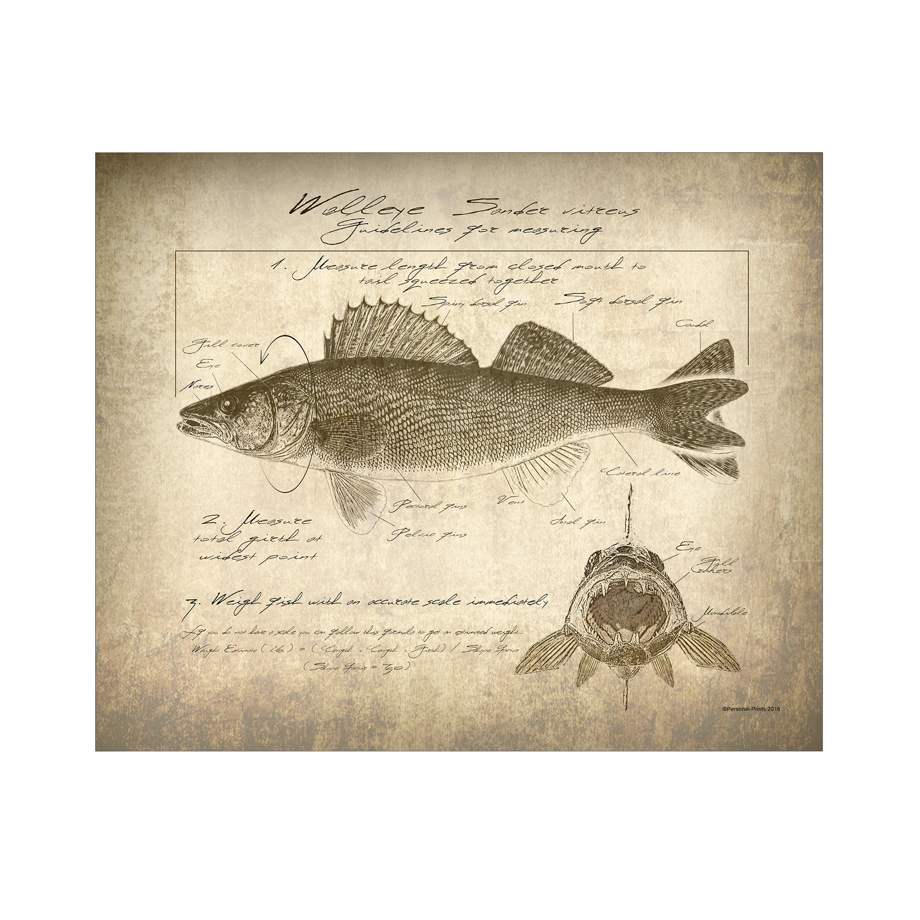 Scott Kennedy Vintage Walleye Identification Block Mount | Cabela's